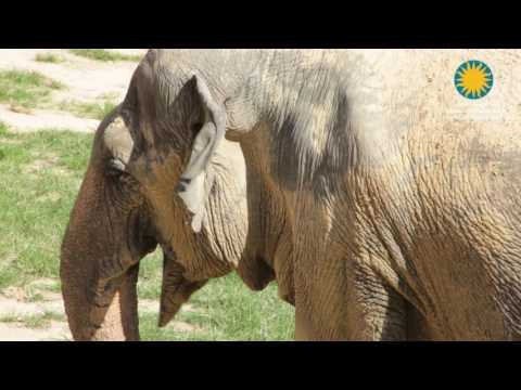 Resources :: Treating Asian Elephant Shanthi's Arthritis at the ...
