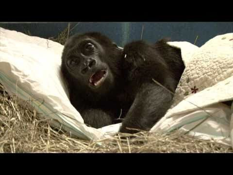 Resources :: Kibibi's First Exam | Smithsonian Learning Lab