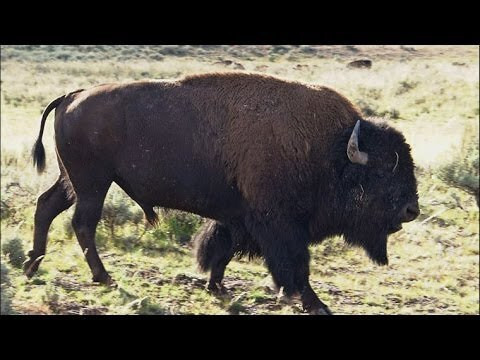 Resources :: The Magnificent Yellowstone | Smithsonian Learning Lab