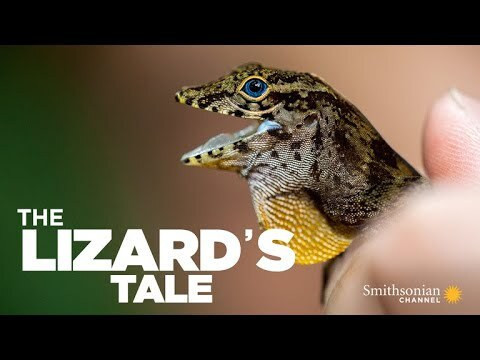Resources :: The Lizard's Tale 104: The Origin of Anole Species ...