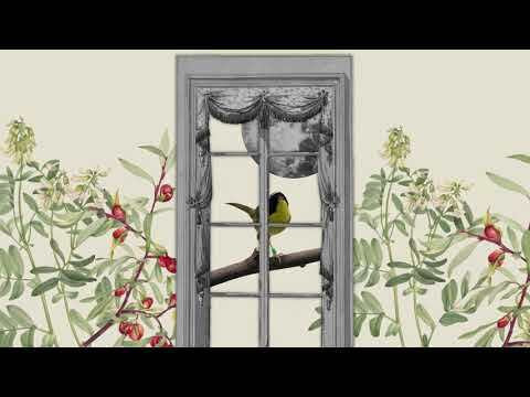 Resources :: Live Bird Friendly: Turn Lights Out and Treat Windows to ...