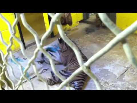 Resources :: Sumatran Tiger Cub Enrichment at the Smithsonian's ...