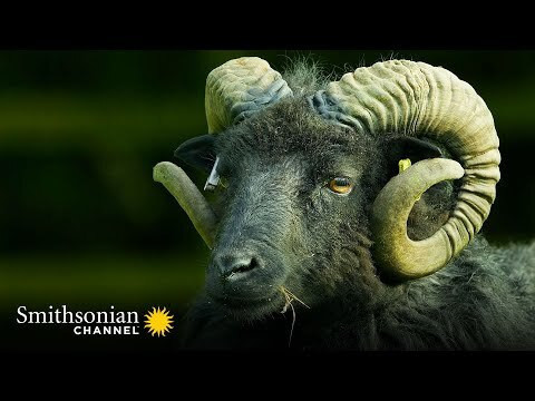 Resources :: 2 Rams Establish Dominance Ahead of Mating Season 🐏 Wild ...