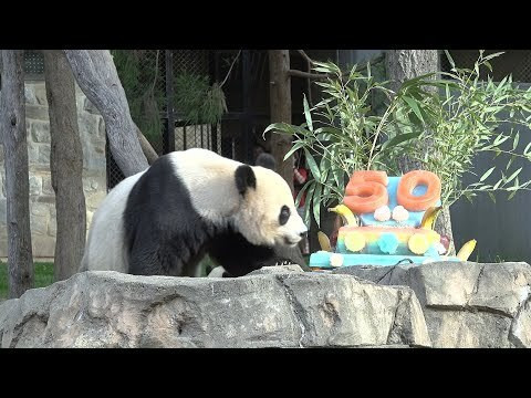 Resources :: Giant Panda 50th Pandaversary Celebration at the ...
