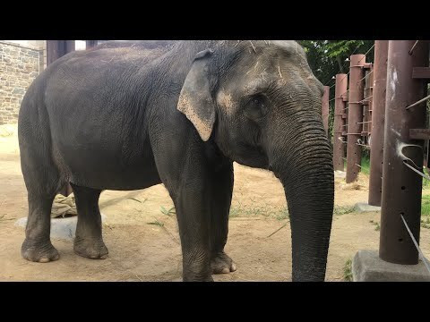 Resources :: How Do You Help An Elephant With a Toothache ...