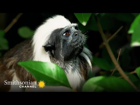 Resources :: This Female Tamarins Hormone Stops Other Females from Mating 🙊 Animals Decoded ...