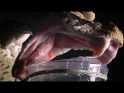 Resources :: These Snake Bite Wound Photos Are Not for the Squeamish ...