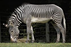 Collections :: Zoo Animal Identification: Seen One Zebra? | Smithsonian ...